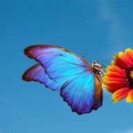 User Scenario in the msi center does not load after updating version 2 ...